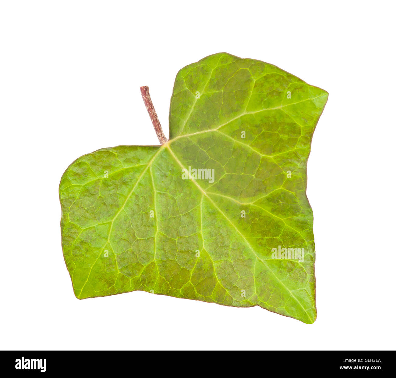 Evergreen leaf hi-res stock photography and images - Alamy