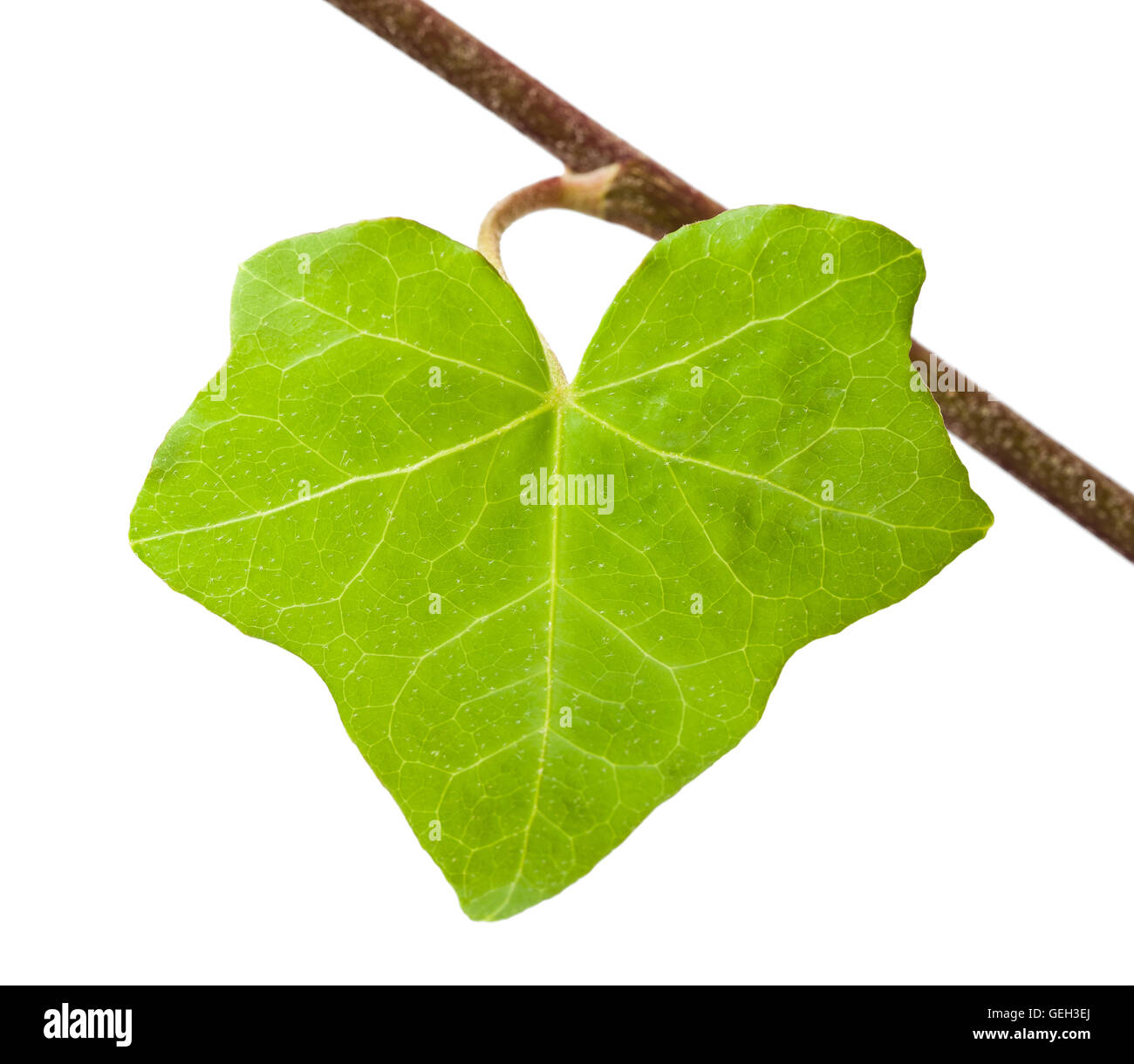 Ivy leaf isolated on white Stock Photo - Alamy