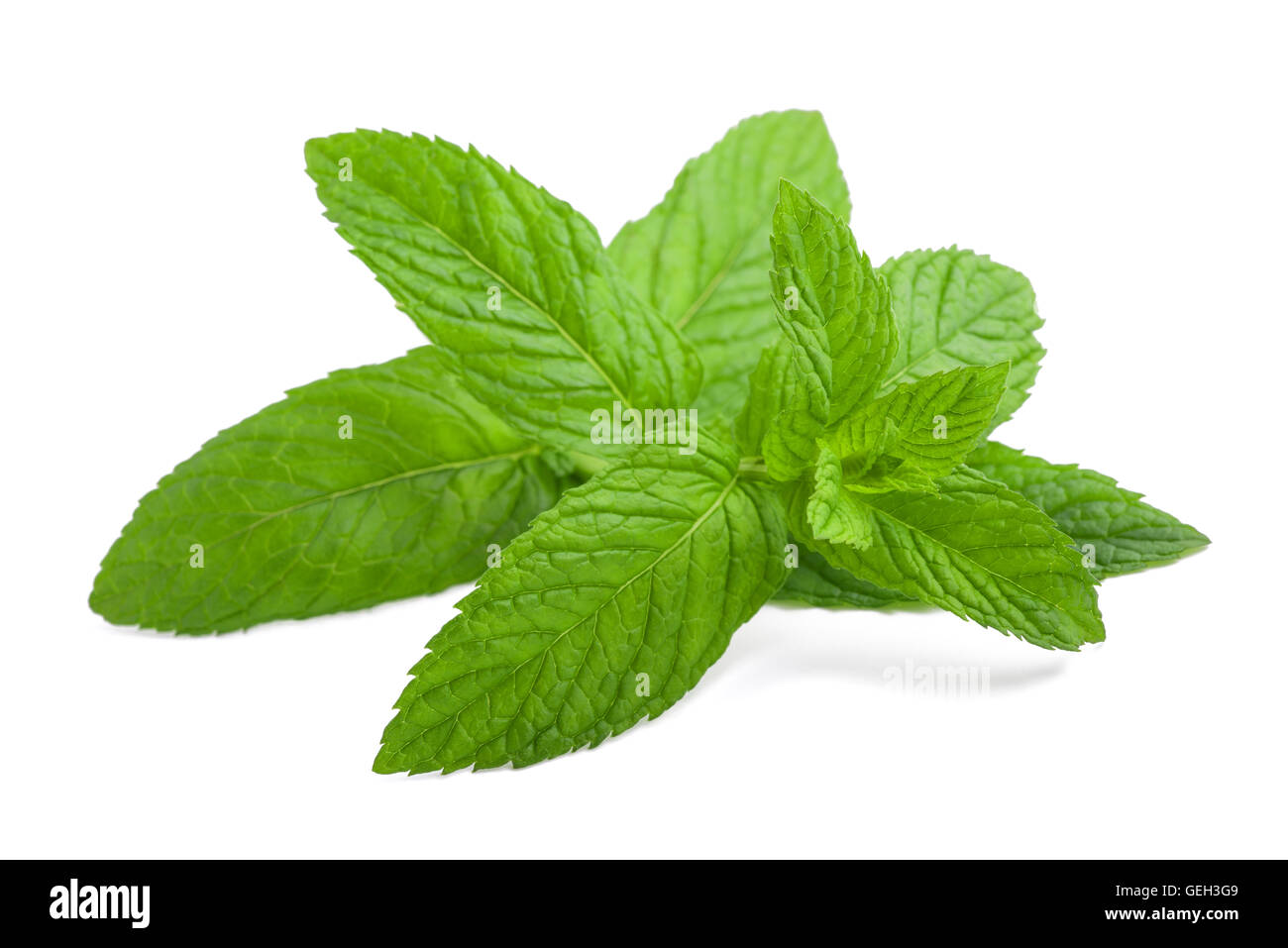 Fresh mint sprig isolated on white background Stock Photo - Alamy