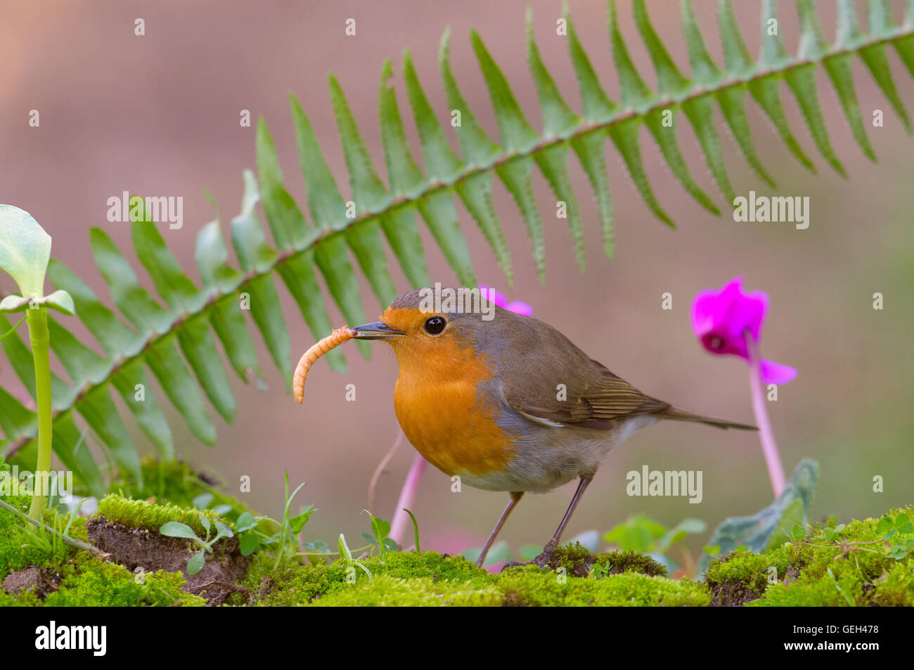 Robin eating a worm Stock Photo - Alamy