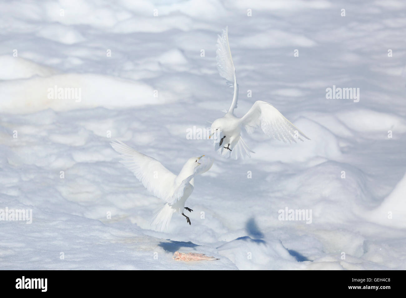 Adult fighting hi-res stock photography and images - Alamy