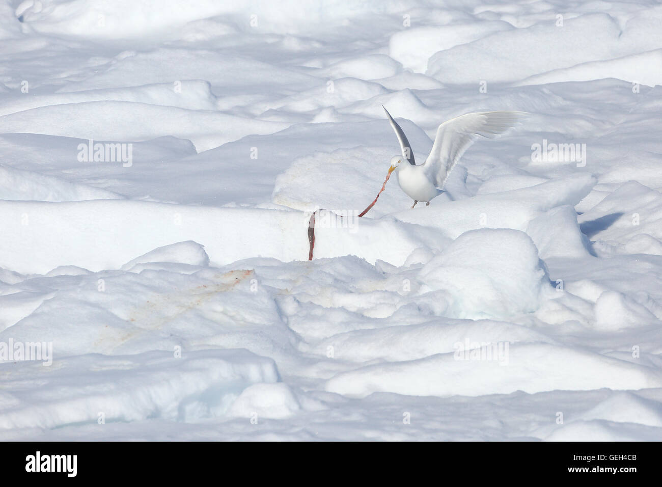 Adult Glaucous gull eating seal scraps on the arctic pack ice Stock ...