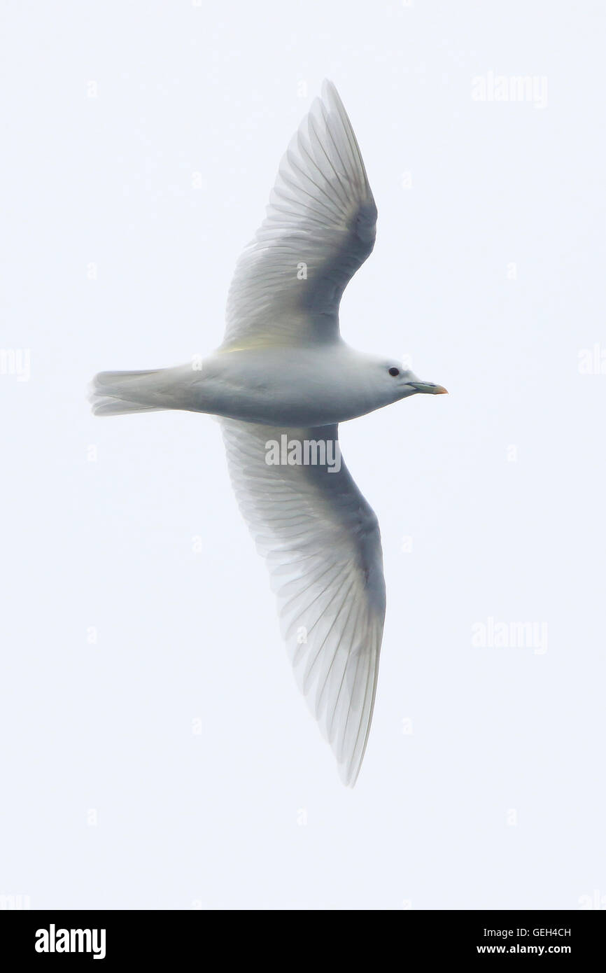 Adult Ivory Gull in flight Stock Photo - Alamy