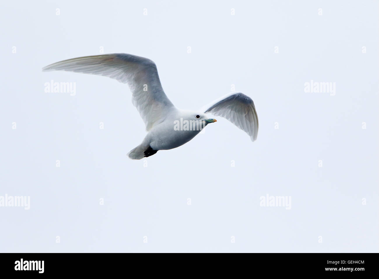 Adult Ivory Gull in flight Stock Photo - Alamy