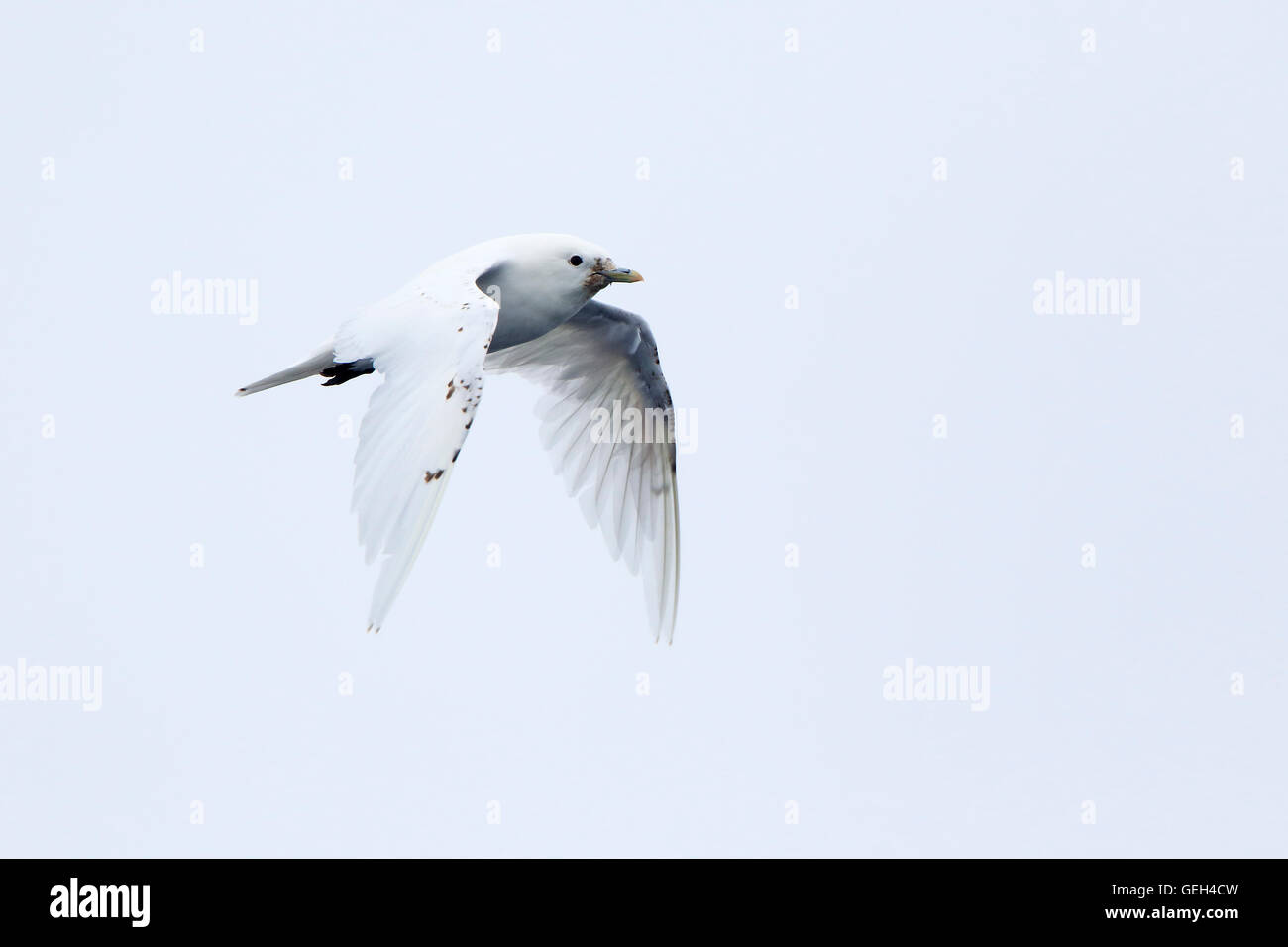 Juvenile Ivory Gull in flight Stock Photo - Alamy