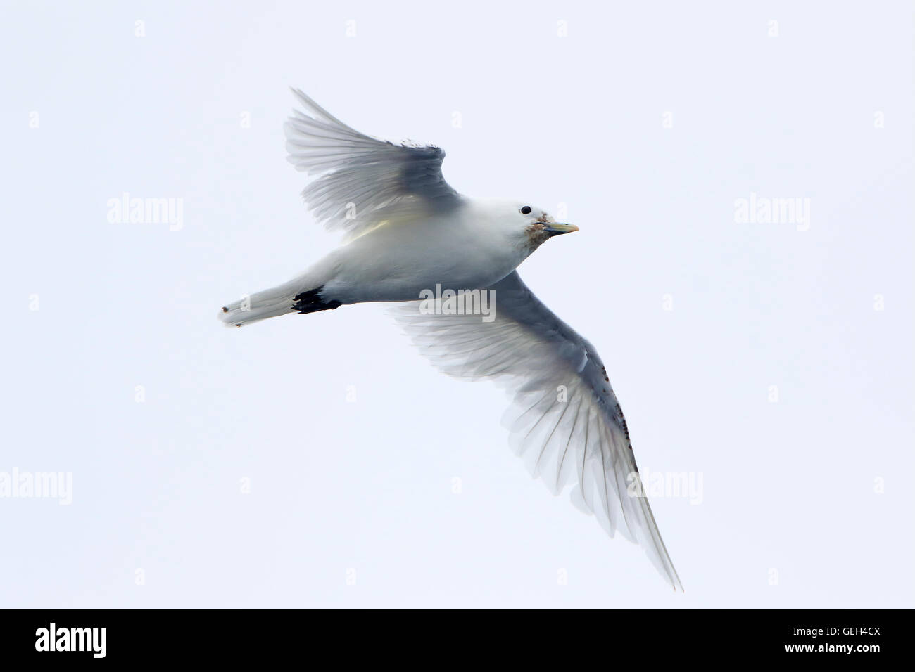 Juvenile Ivory Gull in flight Stock Photo - Alamy
