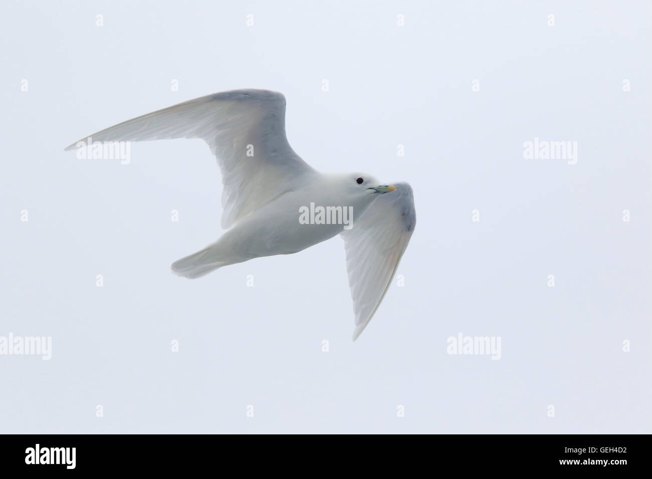 Adult Ivory Gull in flight Stock Photo - Alamy