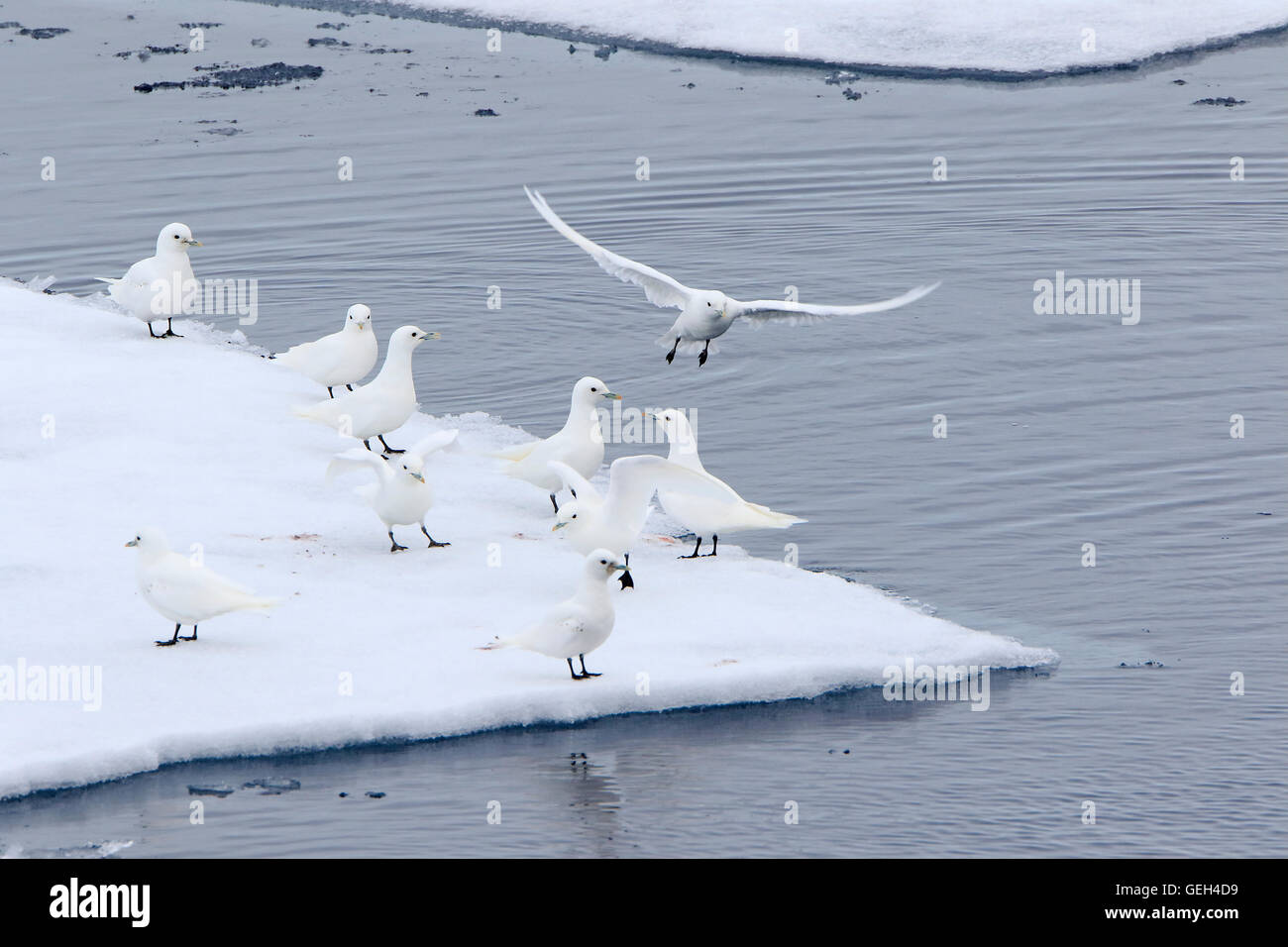 Group of Ivory Gulls on arctic pack ice Stock Photo - Alamy