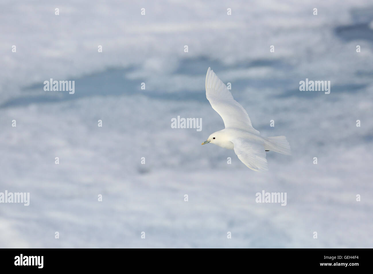 Adult Ivory Gull in flight over arctic pack ice Stock Photo - Alamy