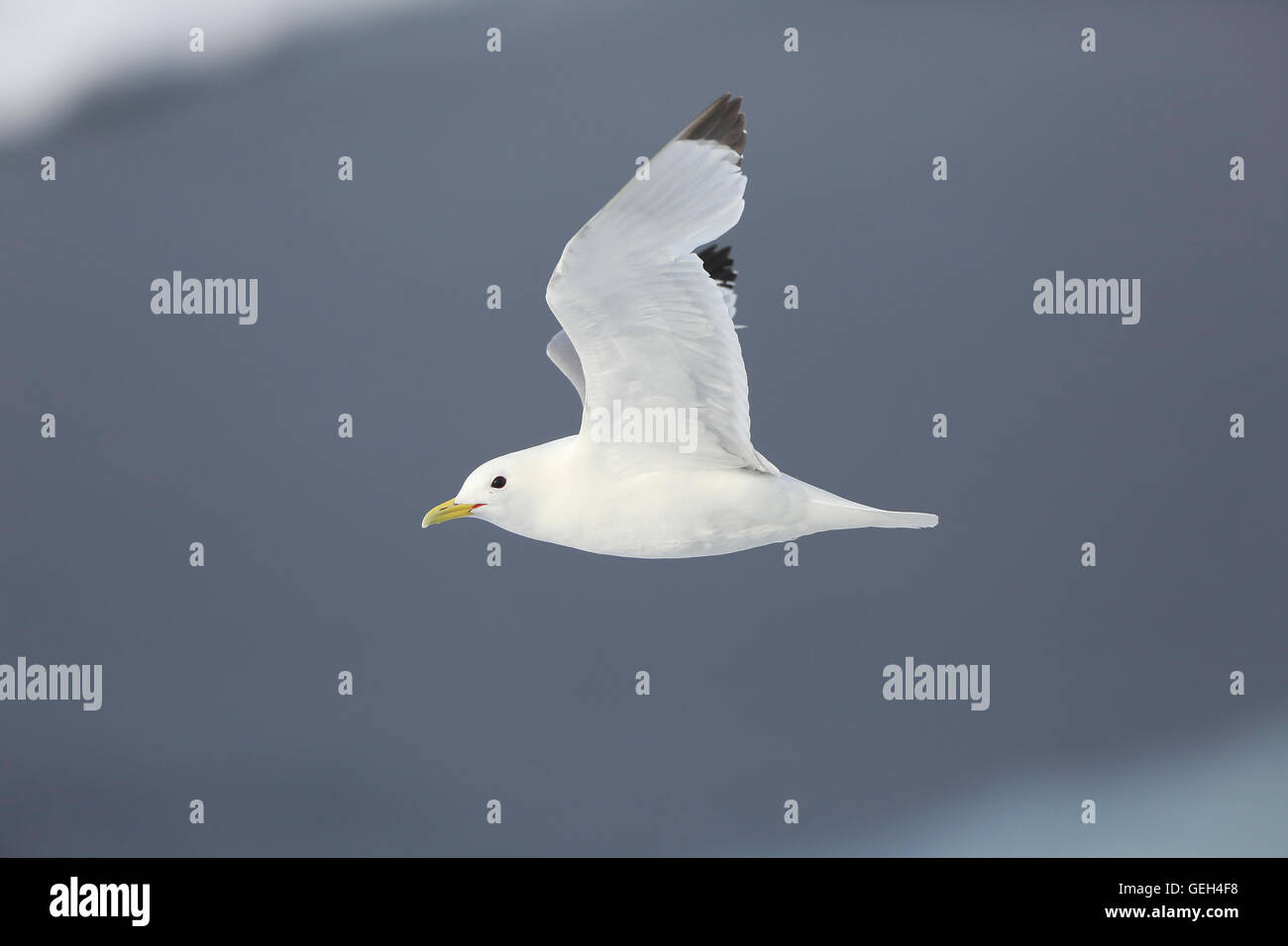 Adult Black legged Kittiwake in flight Stock Photo - Alamy
