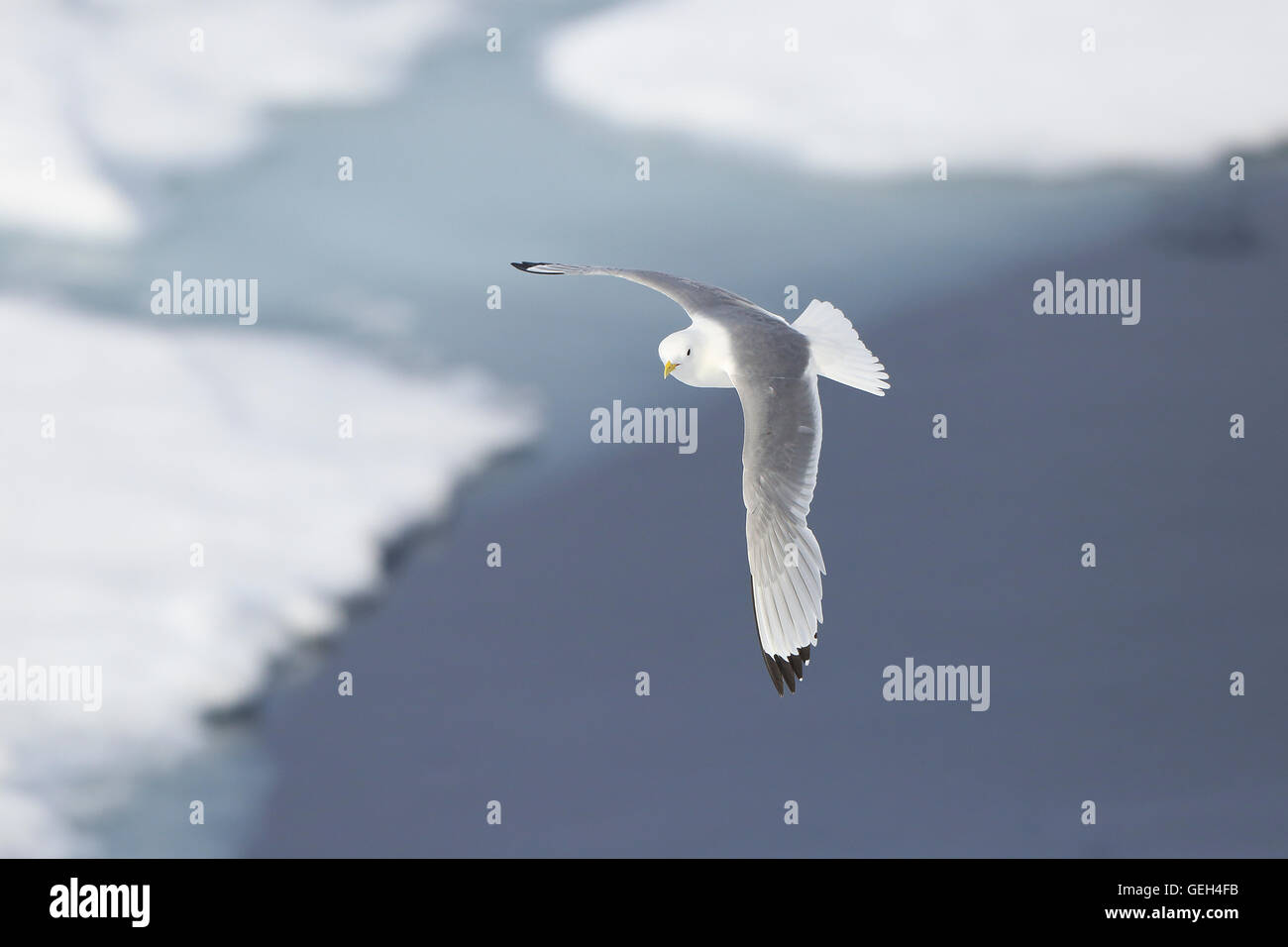Kittiwake in flight over hi-res stock photography and images - Alamy