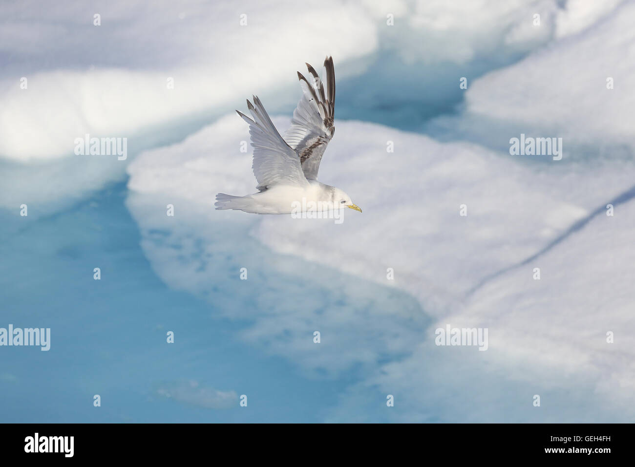 Juvenile kittiwake in flight hi-res stock photography and images - Alamy