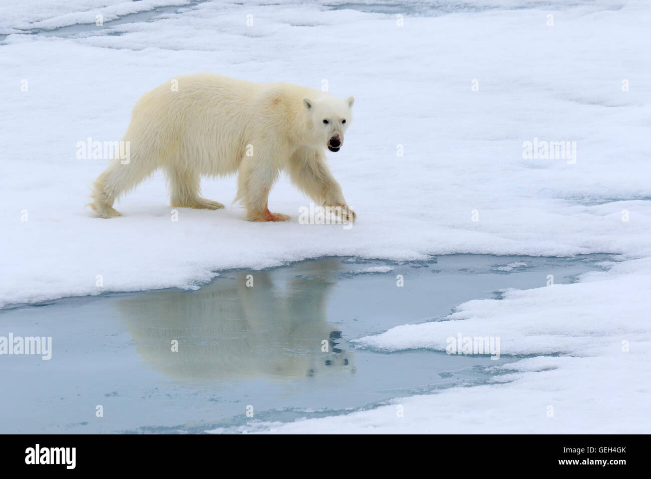 Polar Bear walking on the pack ice in the arctic Stock Photo - Alamy