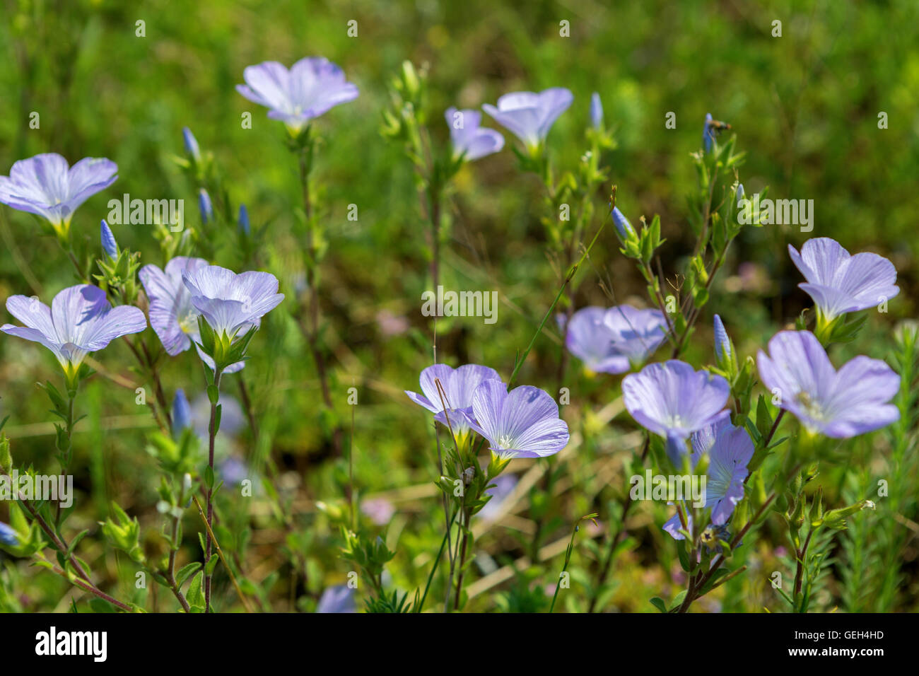 Flowering blue flax field Stock Photo - Alamy