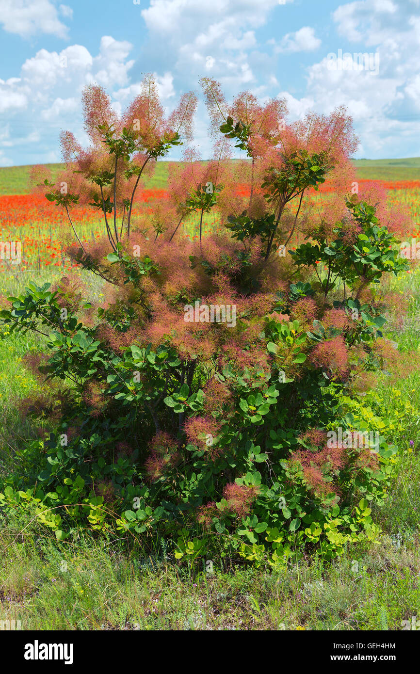 Cotinus coggygria or European smoketree Stock Photo - Alamy