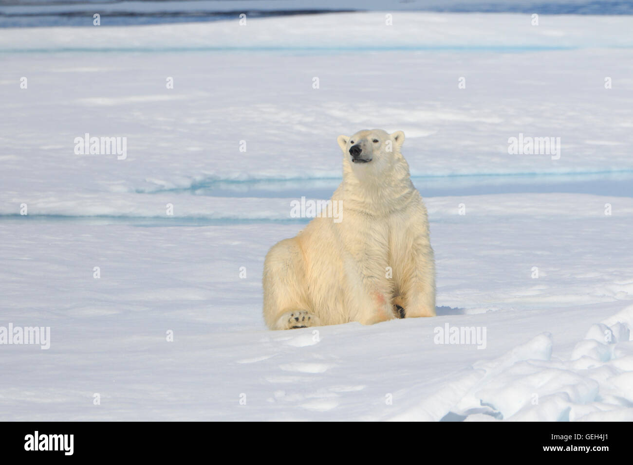 Polar Bear on the pack ice in the arctic Stock Photo - Alamy