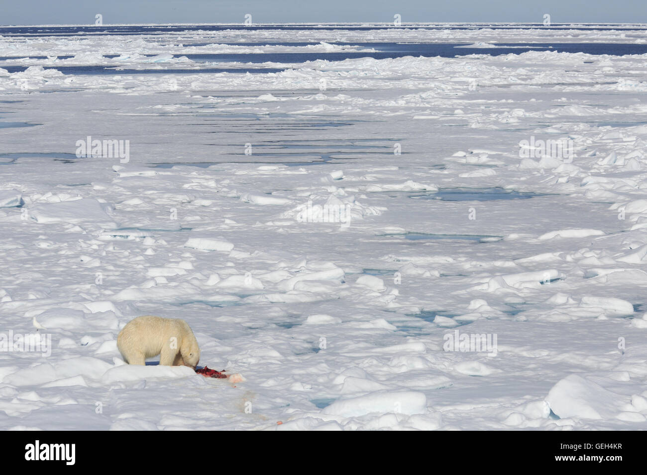 Polar Bear eating a seal on the pack ice in the arctic Stock Photo - Alamy