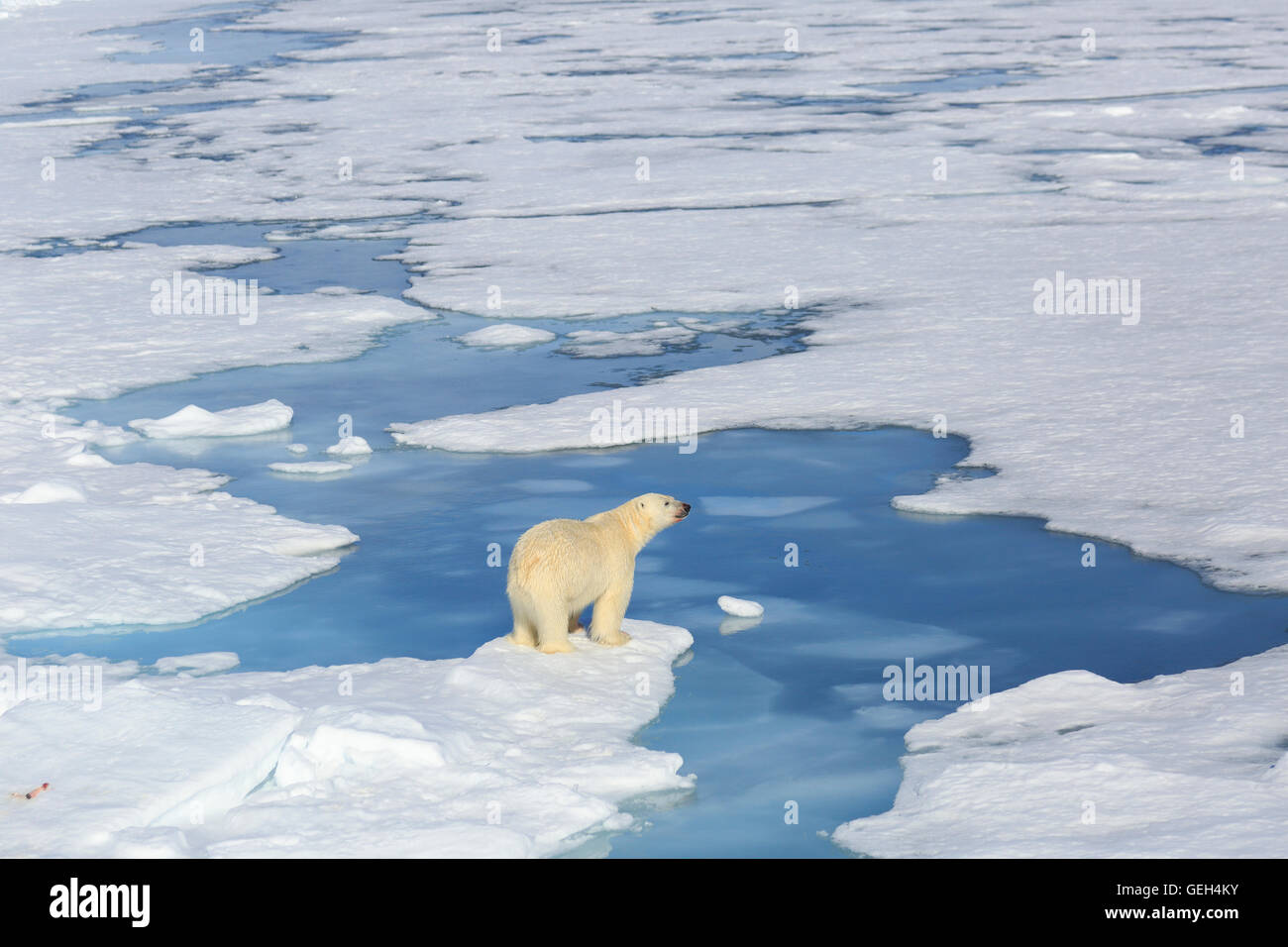 Polar Bear on the pack ice in the arctic Stock Photo - Alamy