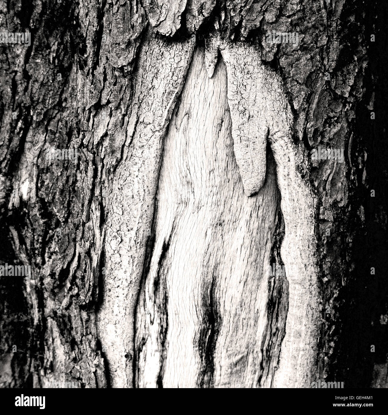 barck in the abstract close up of a tree color and texture Stock Photo ...