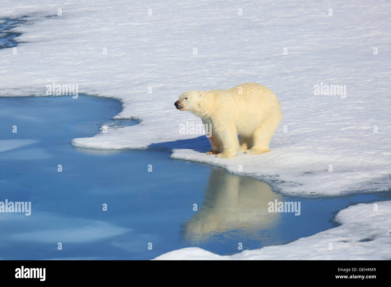 Polar Bear on the pack ice in the arctic Stock Photo - Alamy