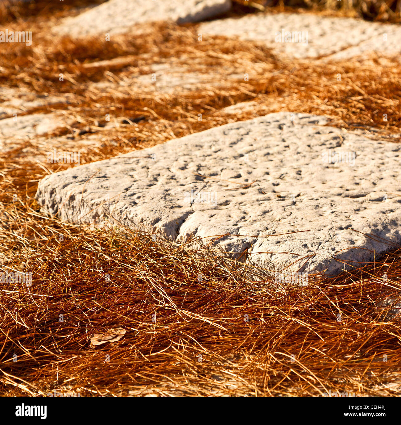 pine needles in arykanda antalya turkey asia and ruins Stock Photo - Alamy