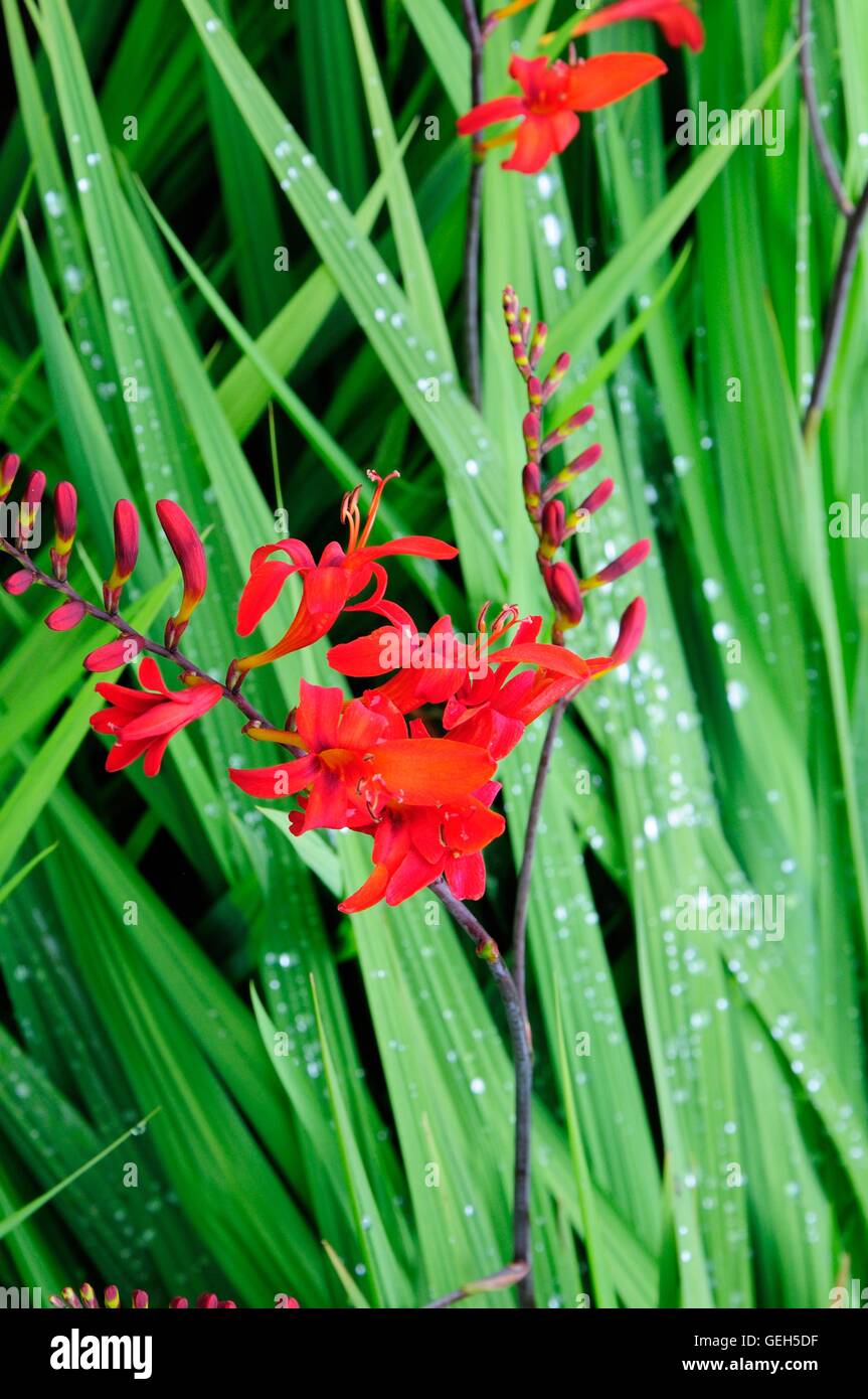raindrops on leaves and flowers of Crocosmia Spitfire montbretia ...