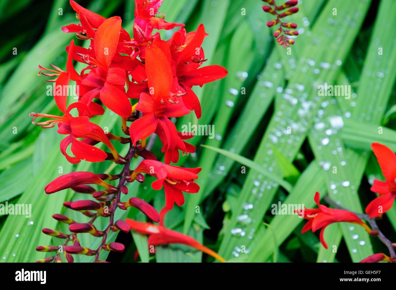 raindrops on leaves and flowers of Crocosmia Spitfire montbretia ...