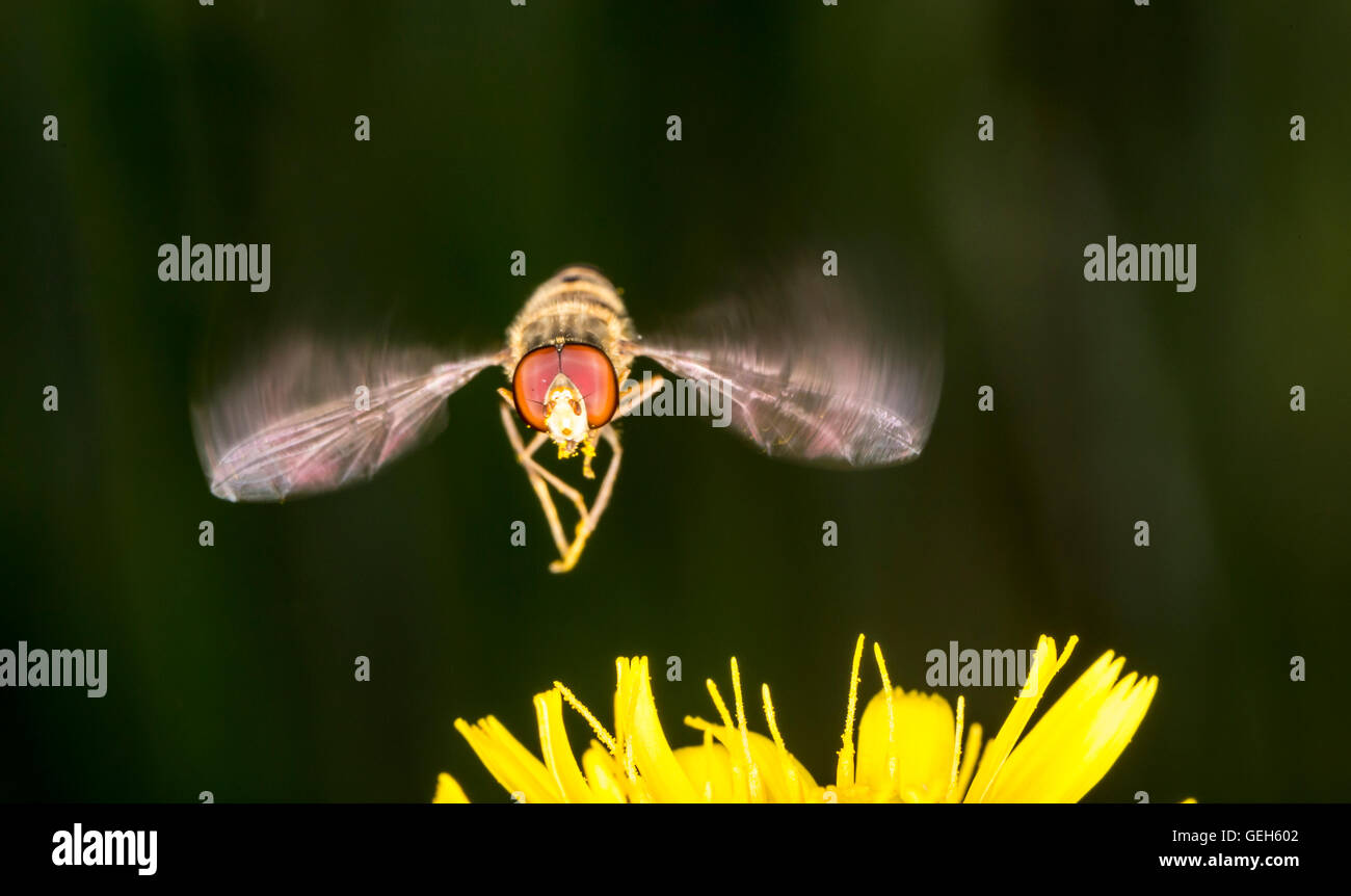 Marmalade Hoverfly Flying above Flower close up Stock Photo - Alamy