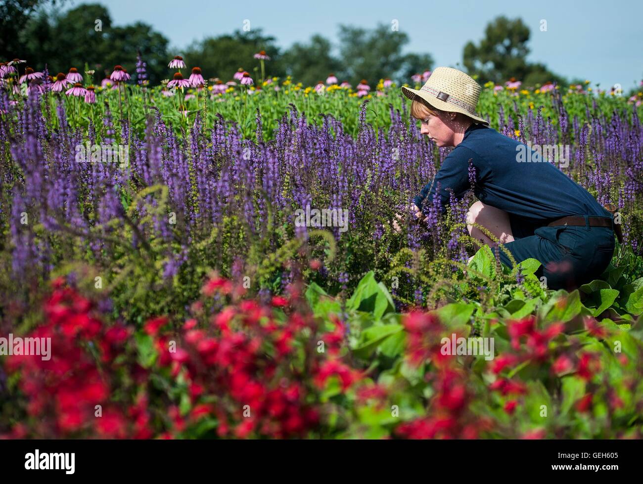 Great broad walk borders hi-res stock photography and images - Alamy