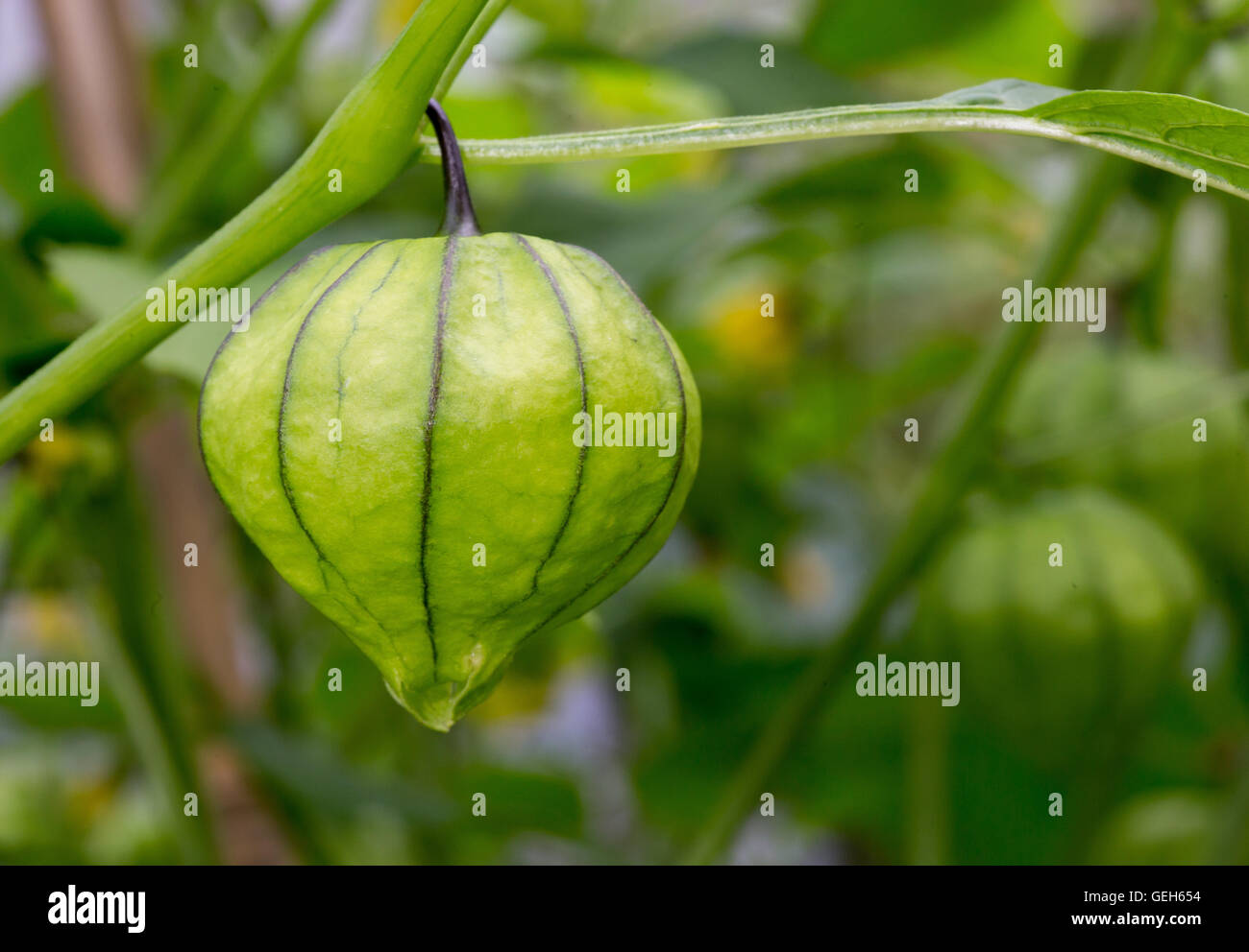Tomatillo young organic plant (Physalis philadelphica) in an outdoor ...