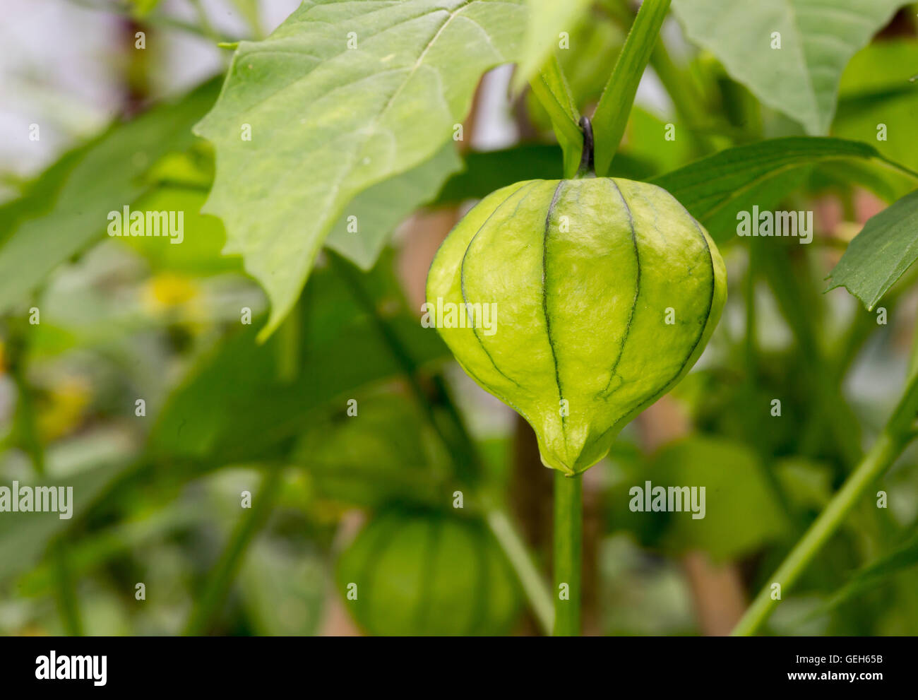 Physalis philadelphica hi-res stock photography and images - Alamy