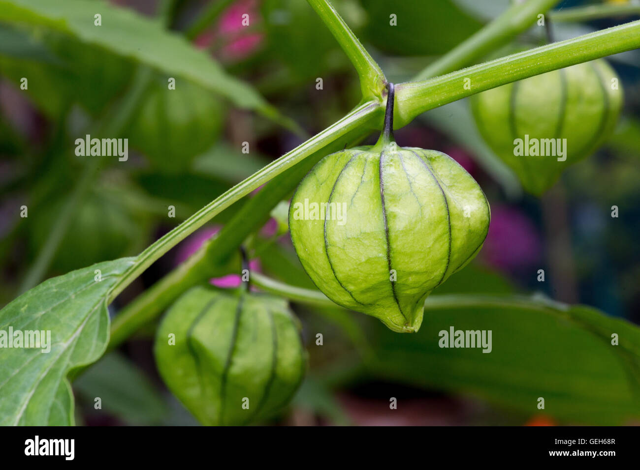 Tomatillo young organic plant (Physalis philadelphica) in an outdoor ...