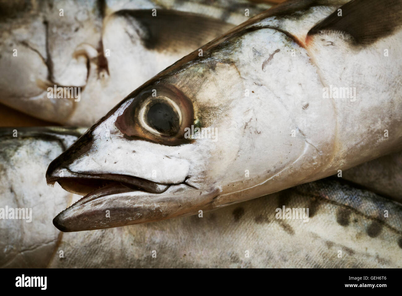 Mackerel colour hi-res stock photography and images - Alamy