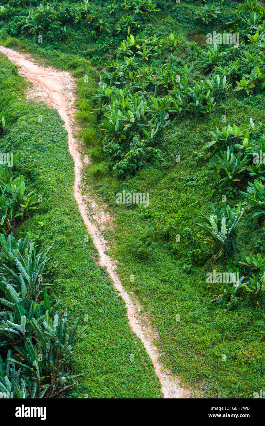 Mud walk path surrounded by wild greenery and jungle plants Stock Photo ...