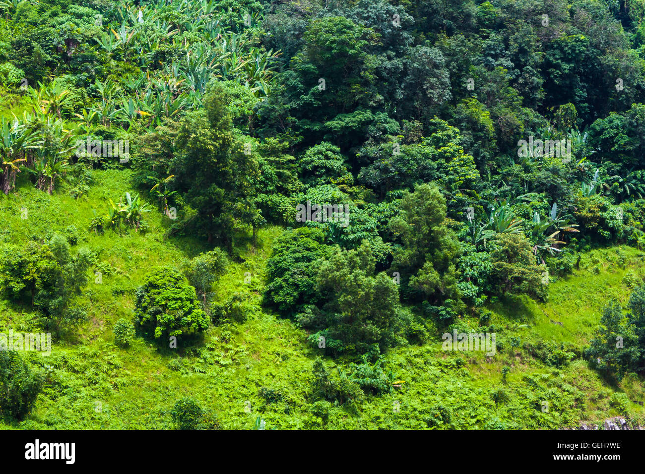 Tropical forest hill slope hi-res stock photography and images - Alamy