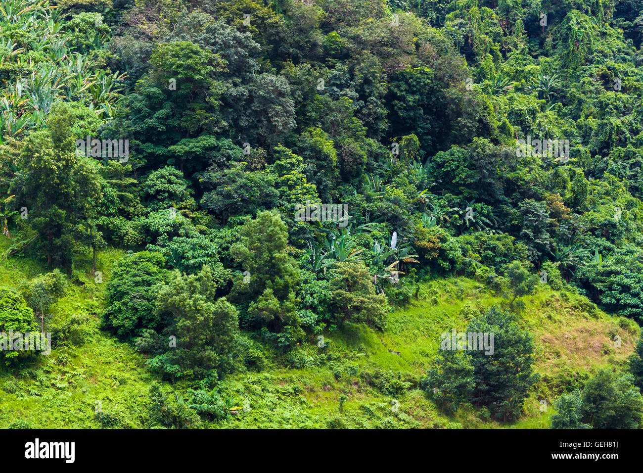 Tropical jungle hill slope 3 Stock Photo - Alamy