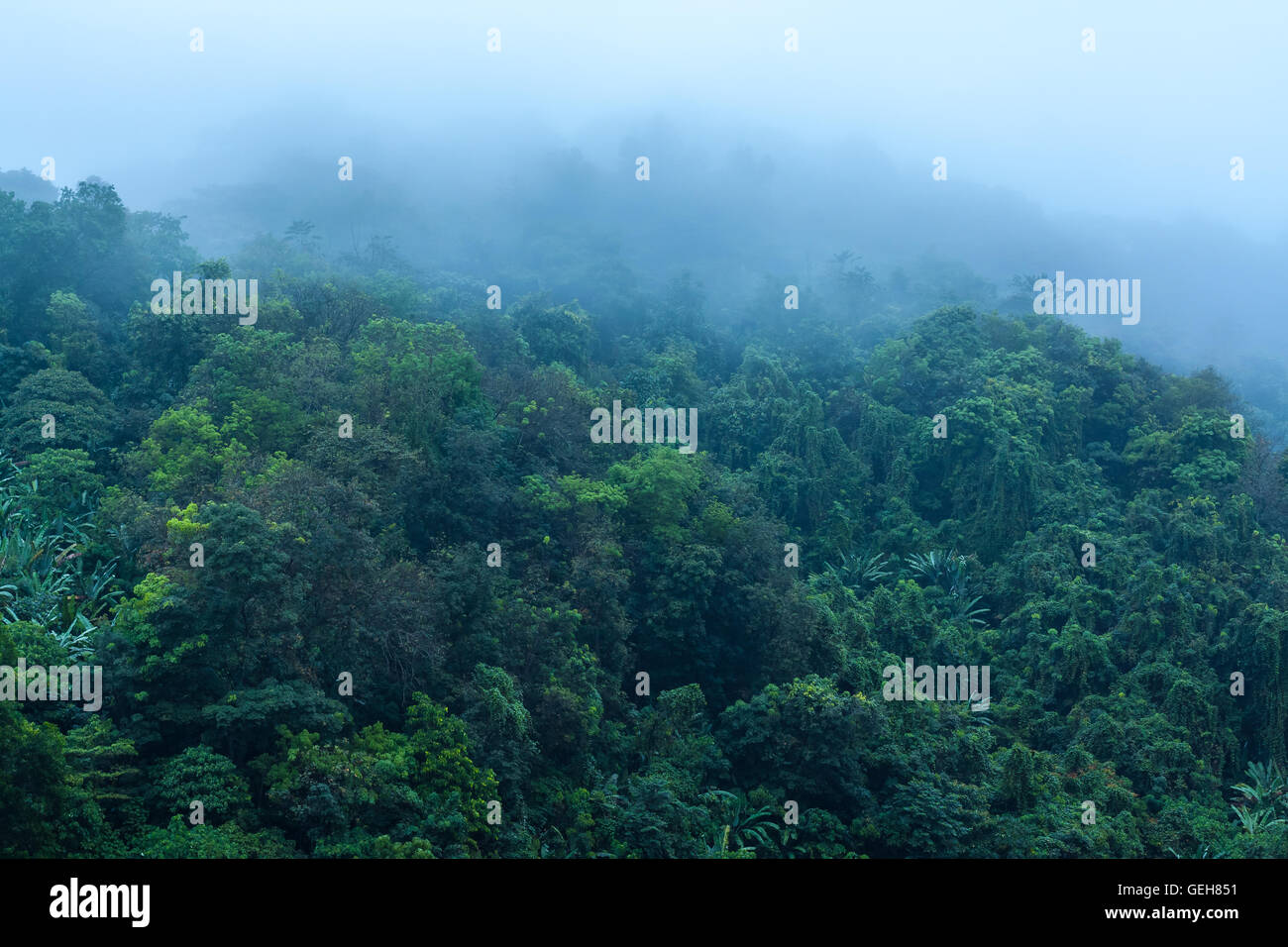 Equatorial rain forest hi-res stock photography and images - Alamy