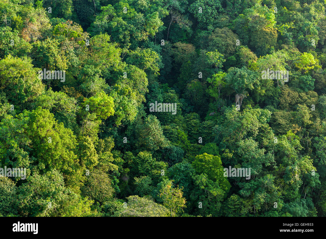 Equatorial Forest Stock Photos & Equatorial Forest Stock Images - Alamy