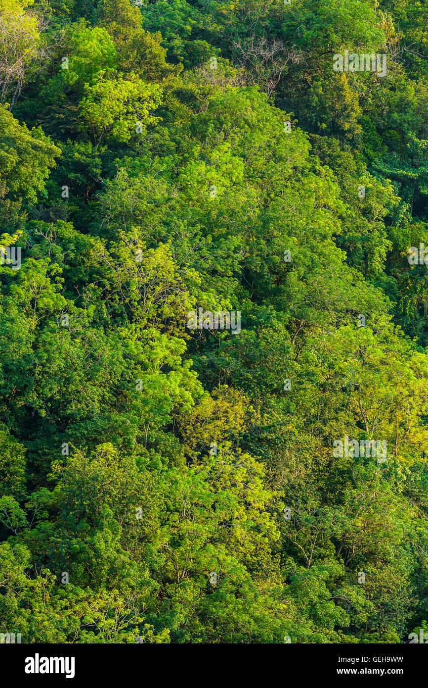 Tropical jungle aerial shot 9 Stock Photo - Alamy