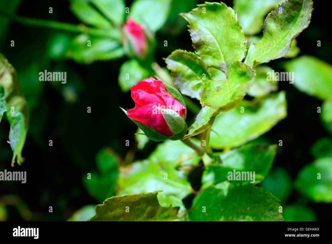 LITTLE ROSE STARTING TO FLOWER Stock Photo - Alamy
