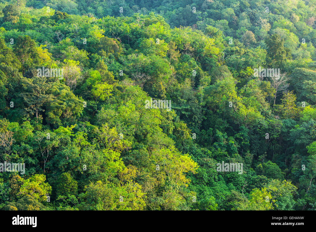 Aerial of jungle hi-res stock photography and images - Alamy