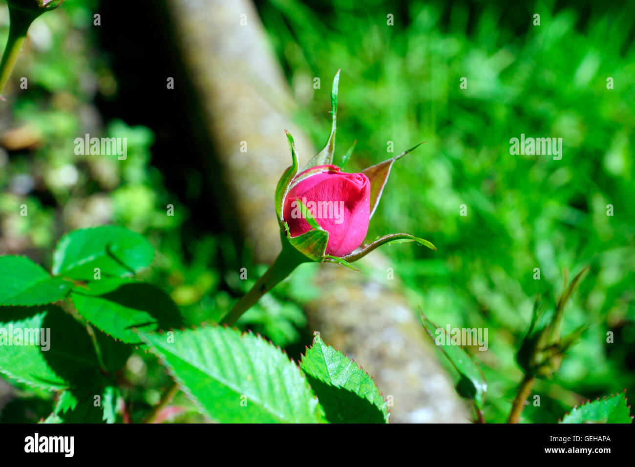 LITTLE ROSE STARTING TO FLOWER Stock Photo - Alamy