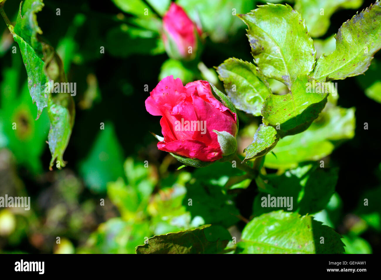 ROSE STARTING TO BLOOM Stock Photo - Alamy