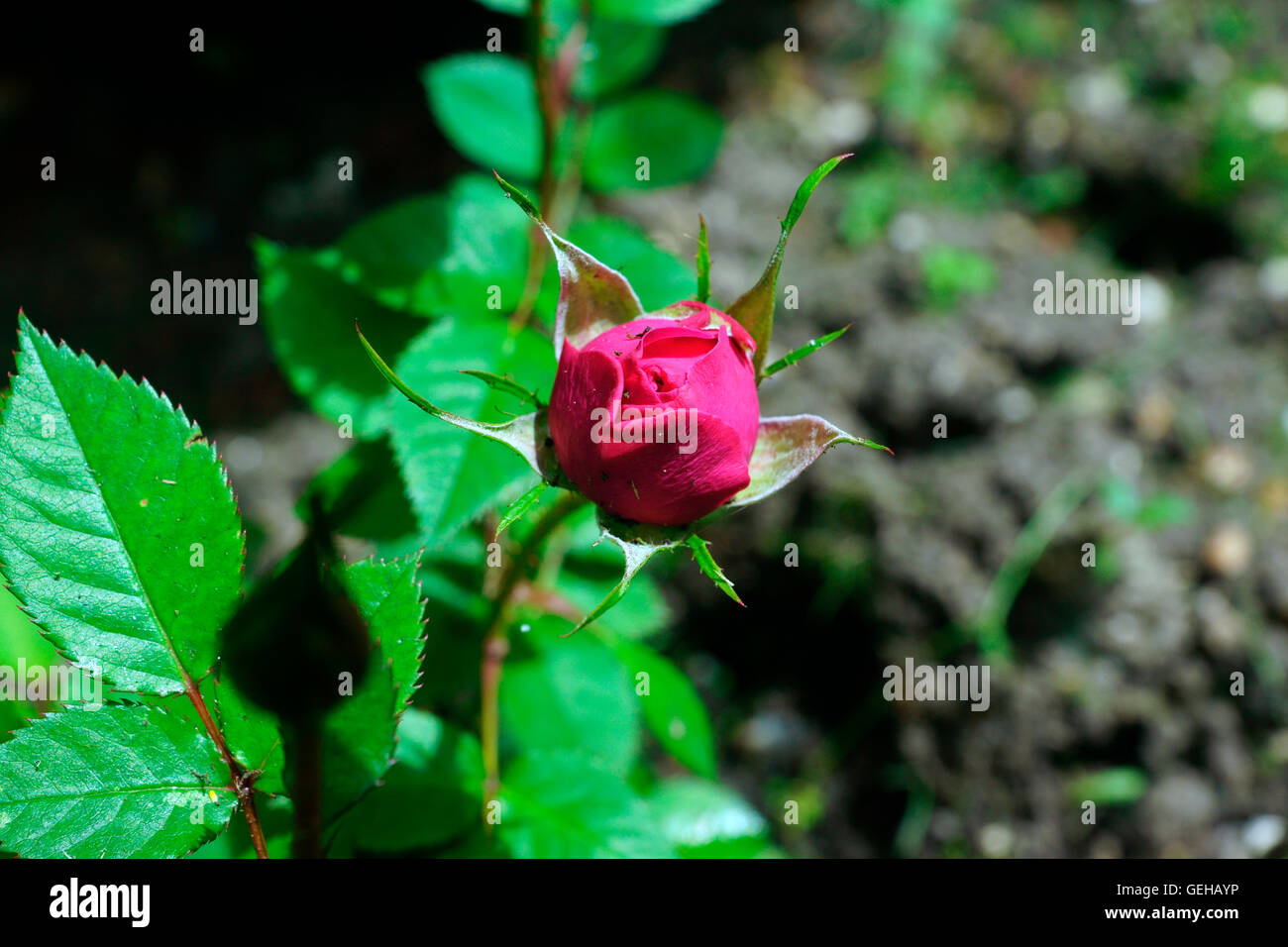 ROSE STARTING TO FLOWER Stock Photo - Alamy