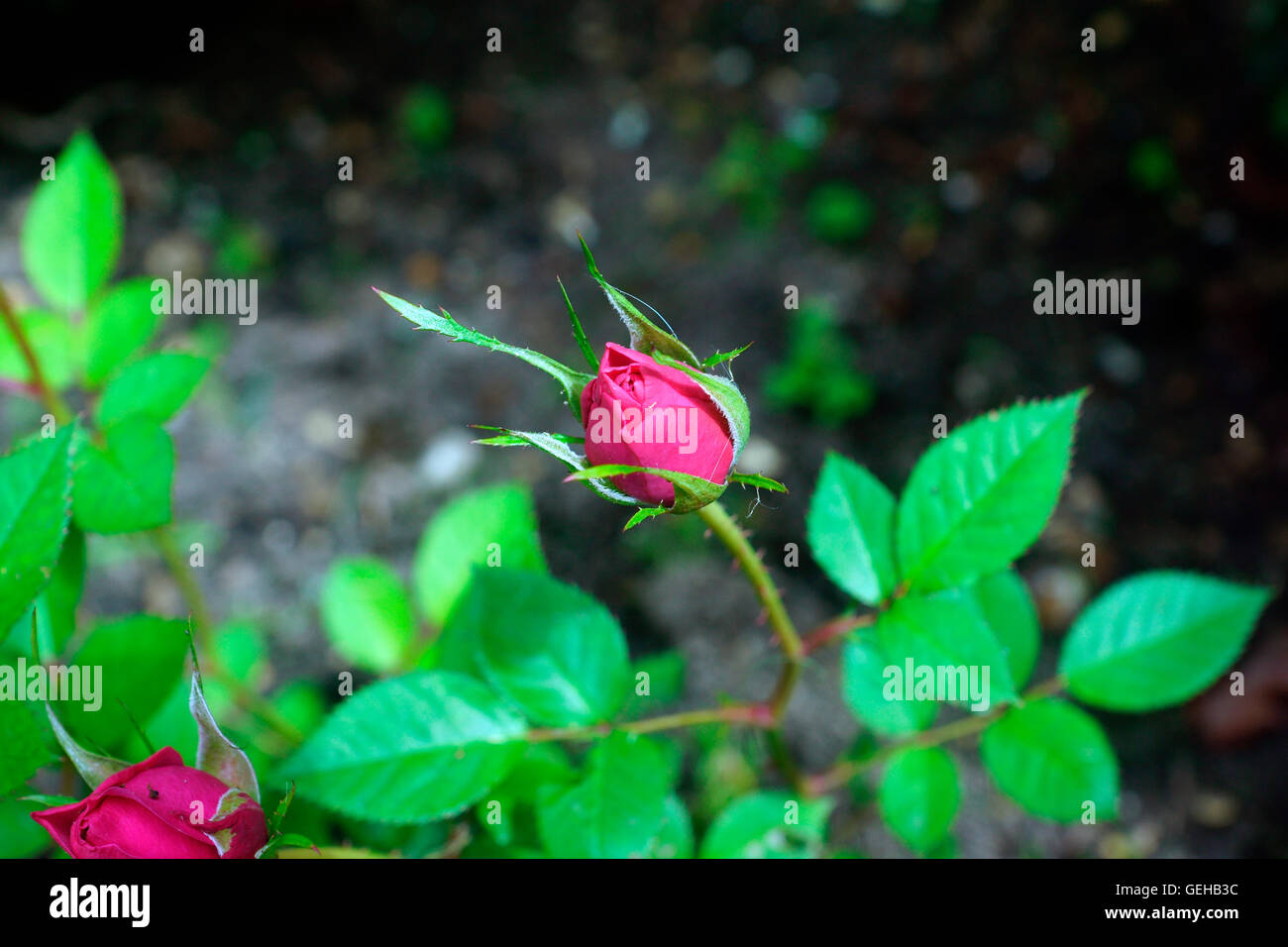 ROSE STARTING TO FLOWER Stock Photo - Alamy