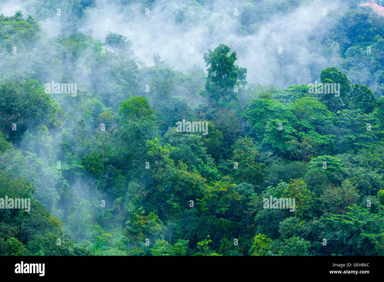 Steamy tropical forest with morning mist evaporating 1 Stock Photo - Alamy