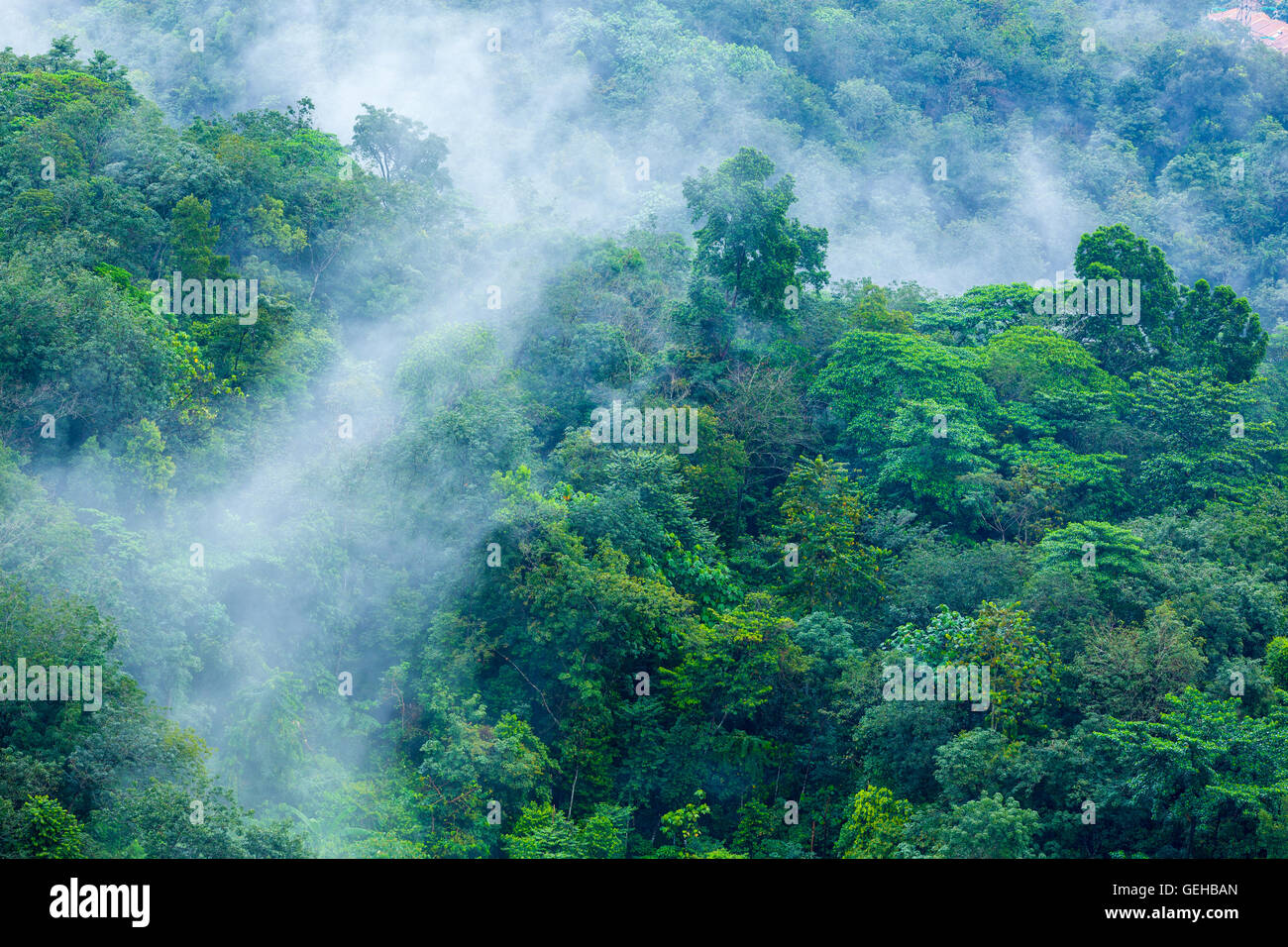 Steamy tropical forest with morning mist evaporating 3 Stock Photo - Alamy
