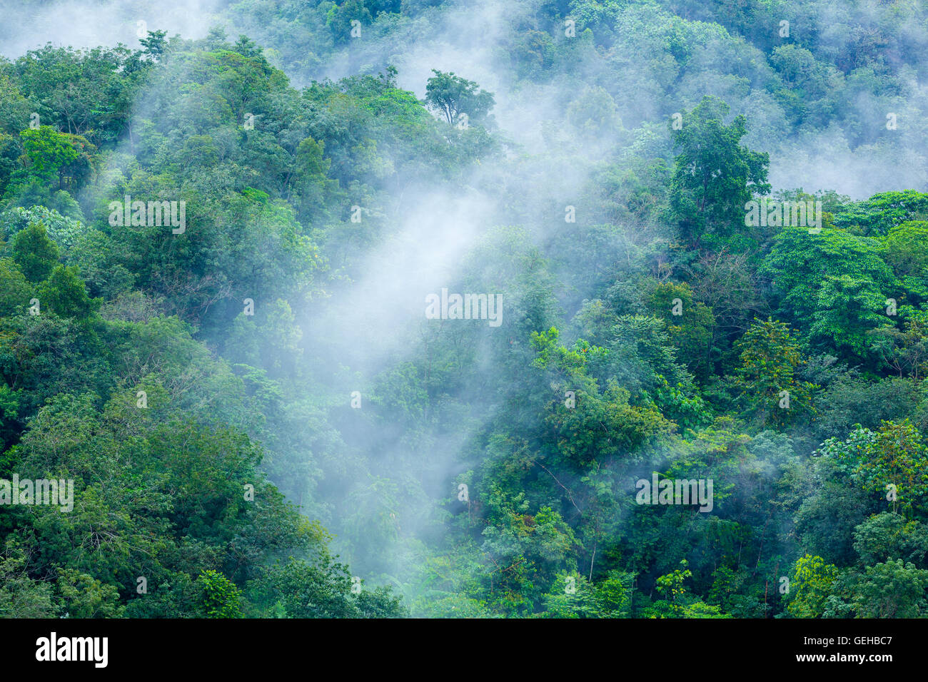 Tropical mist forest hi-res stock photography and images - Alamy