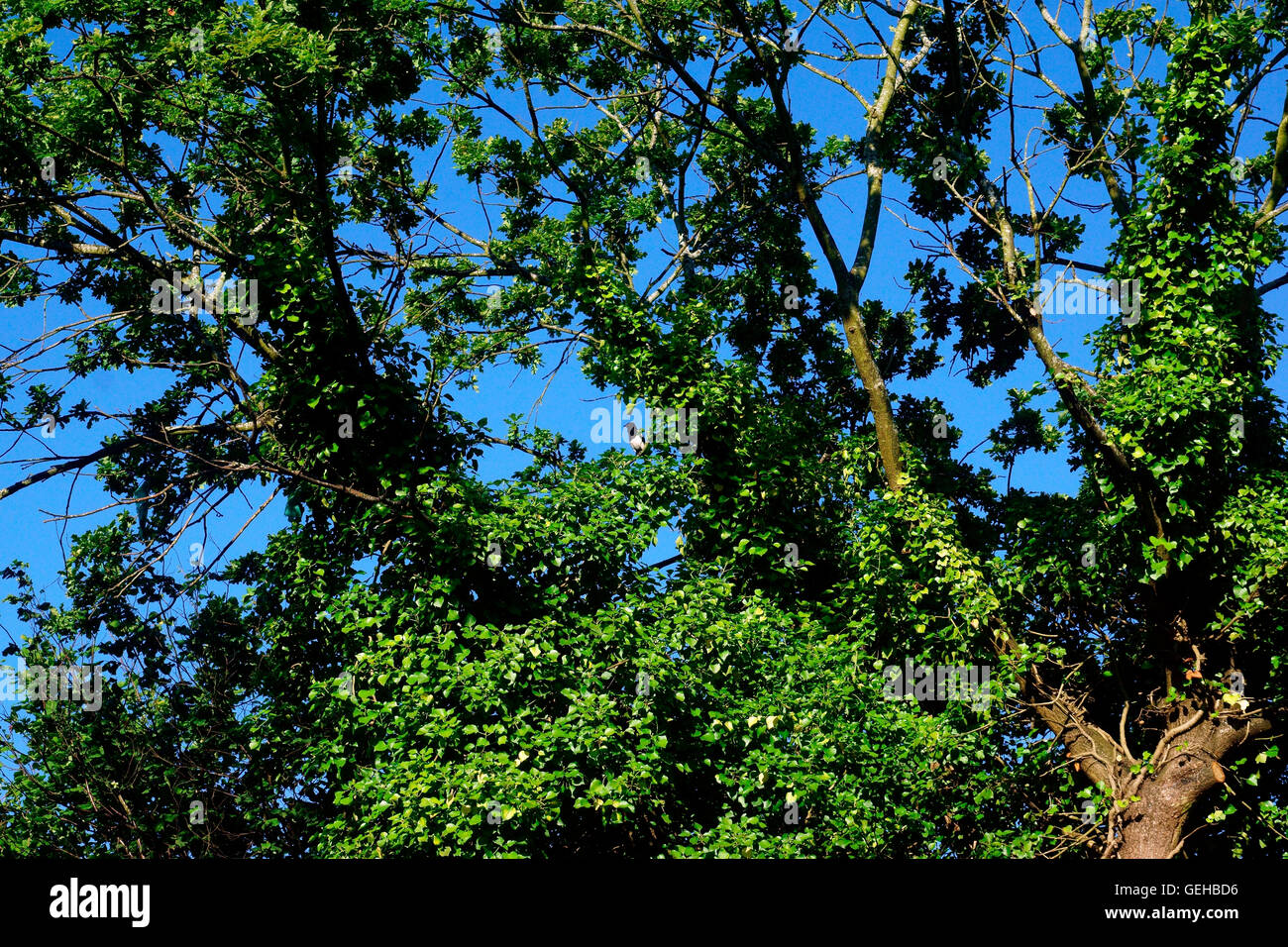 MAGPIE HIGH IN THE OAK TREE Stock Photo - Alamy