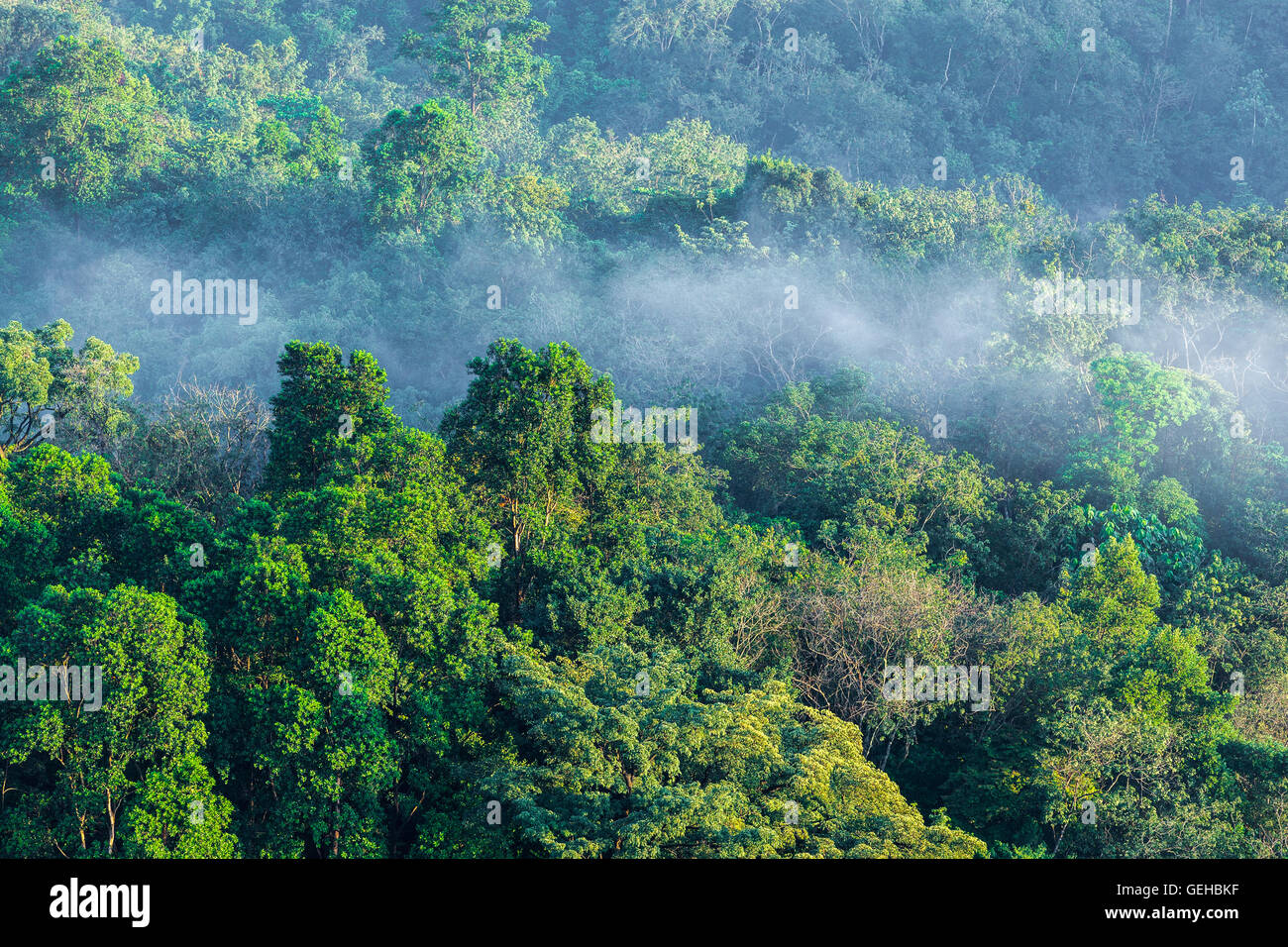Tropical forest in morning sun with mist layer Stock Photo - Alamy